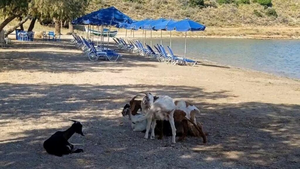 Ανεπανάληπτο θέαμα στην πλάζ της Καραθώνας: Κατσίκια χαλαρώνουν στην ...