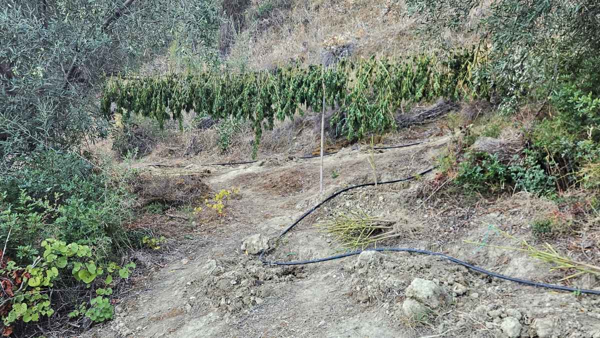 Φυτεία 120 δενδρυλλίων κάνναβης εντοπίστηκε στην Κορινθία